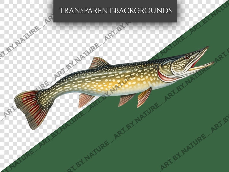 Pike Fish Clipart, Commercial Use Transparent Pngs Lake Fish Freshwater ...