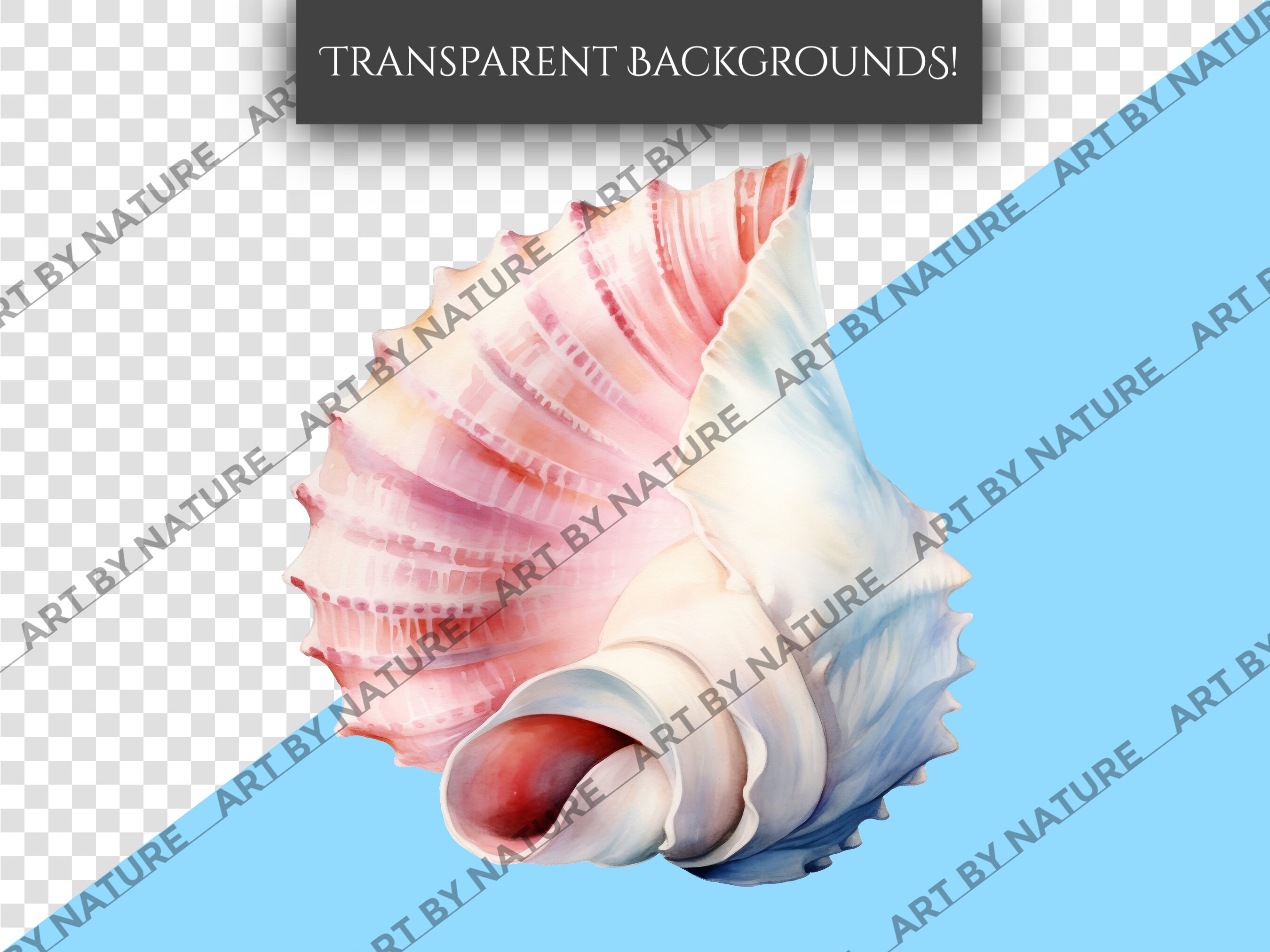Watercolor Seashells Clipart Pack, 20 High Quality PNG Seashell Designs ...
