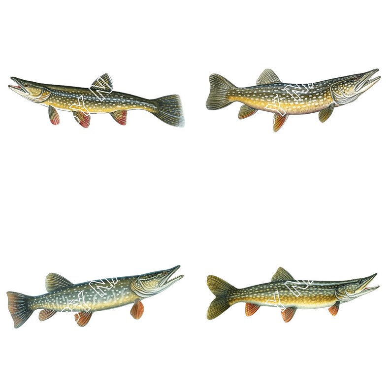 Pike Fish Clipart, Commercial Use Transparent Pngs Lake Fish Freshwater ...