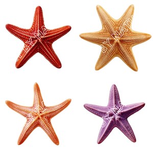 Starfish Clipart Pack, Commercial Use, Transparent Pngs, Ocean Life ...