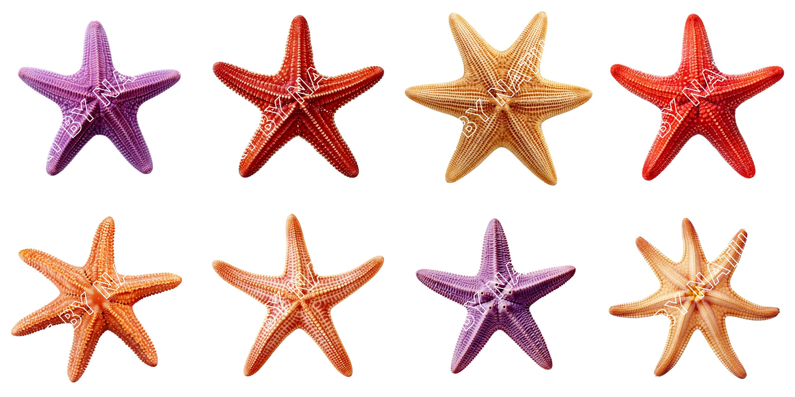 Starfish Clipart Pack, Commercial Use, Transparent Pngs, Ocean Life ...