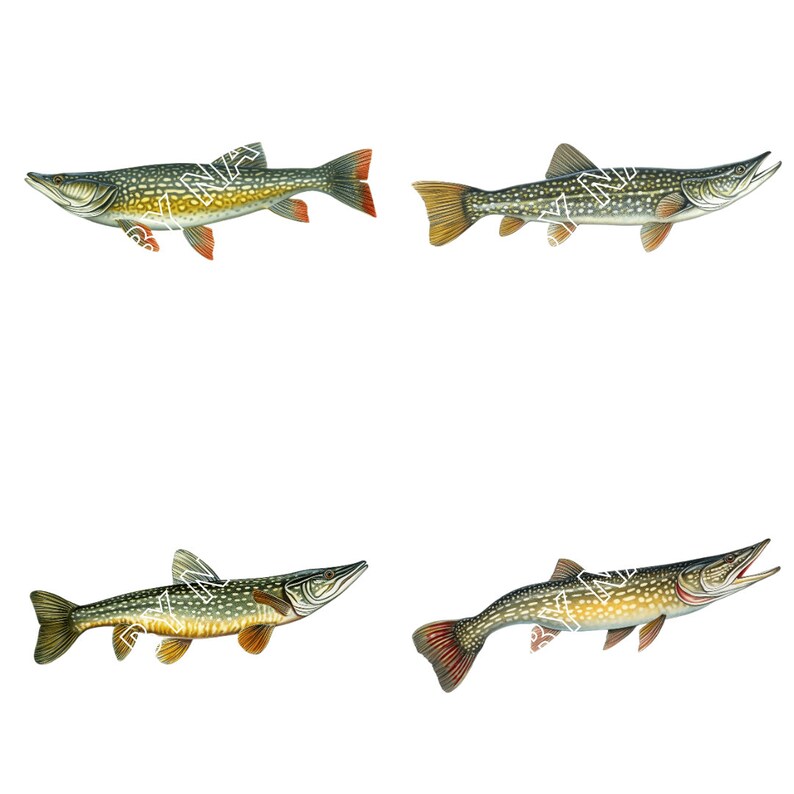 Pike Fish Clipart, Commercial Use Transparent Pngs Lake Fish Freshwater ...