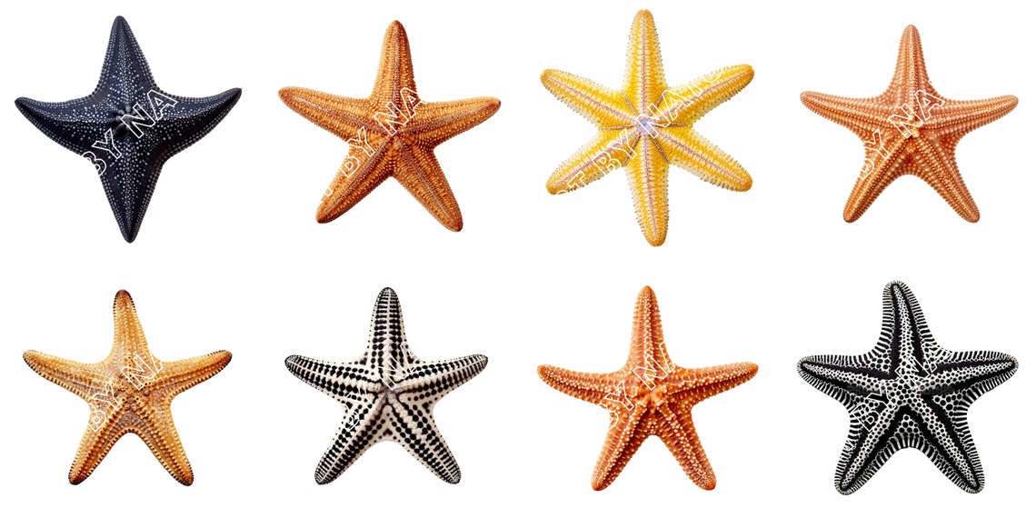 Starfish Clipart Pack, Commercial Use, Transparent Pngs, Ocean Life ...