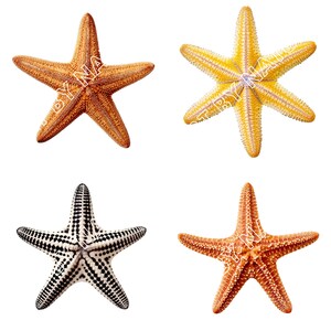 Starfish Clipart Pack, Commercial Use, Transparent Pngs, Ocean Life ...