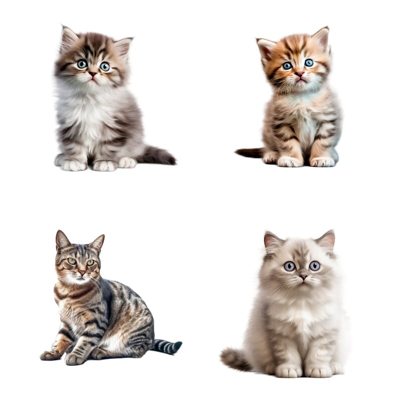 Cats and Kittens Clipart Pack, Clipart for Commercial Use, Transparent ...