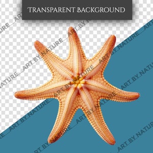 Starfish Clipart Pack, Commercial Use, Transparent Pngs, Ocean Life ...