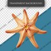 Starfish Clipart Pack, Commercial Use, Transparent Pngs, Ocean Life ...