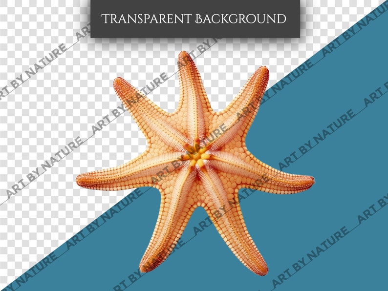 Starfish Clipart Pack Commercial Use Transparent Pngs Ocean - Etsy
