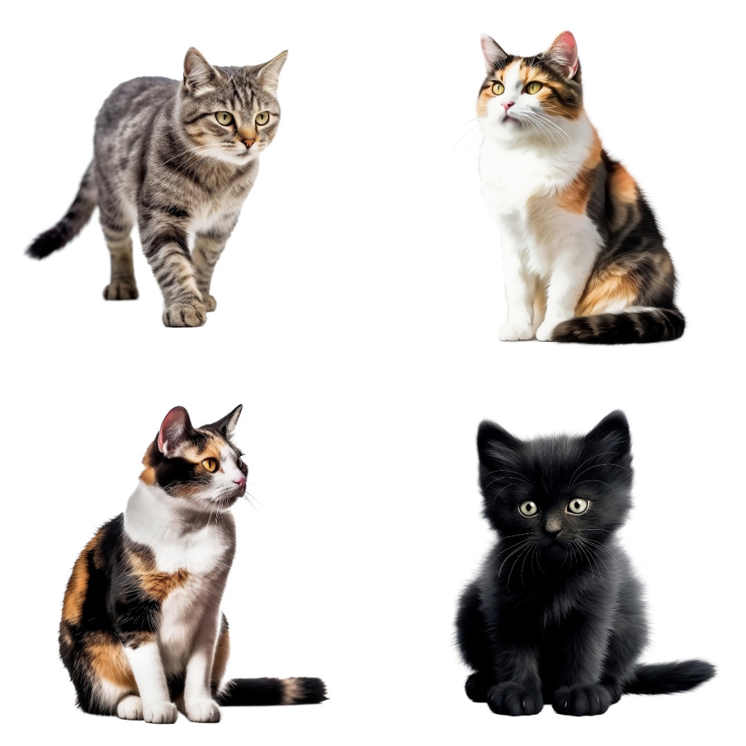 Cats and Kittens Clipart Pack, Clipart for Commercial Use, Transparent ...
