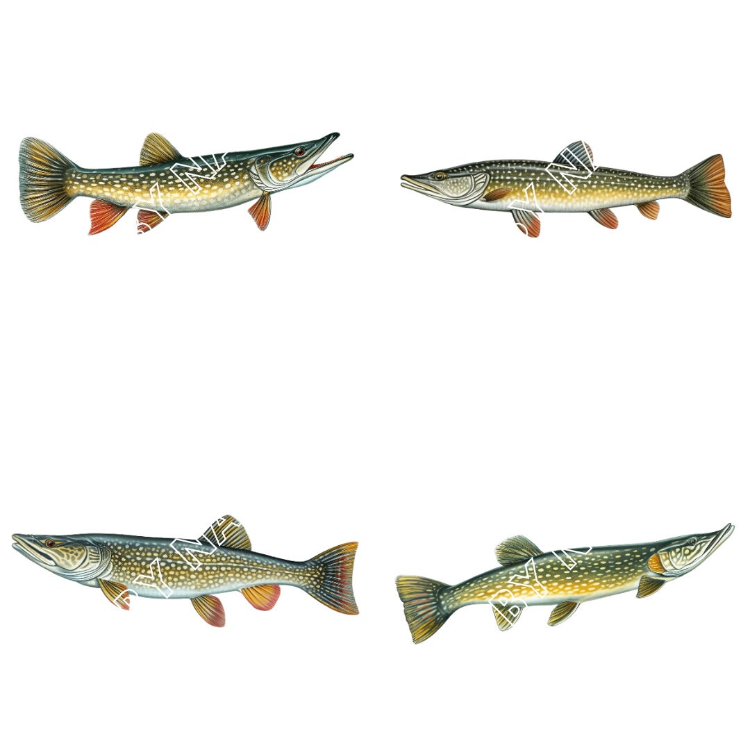 Pike Fish Clipart, Commercial Use Transparent Pngs Lake Fish Freshwater ...