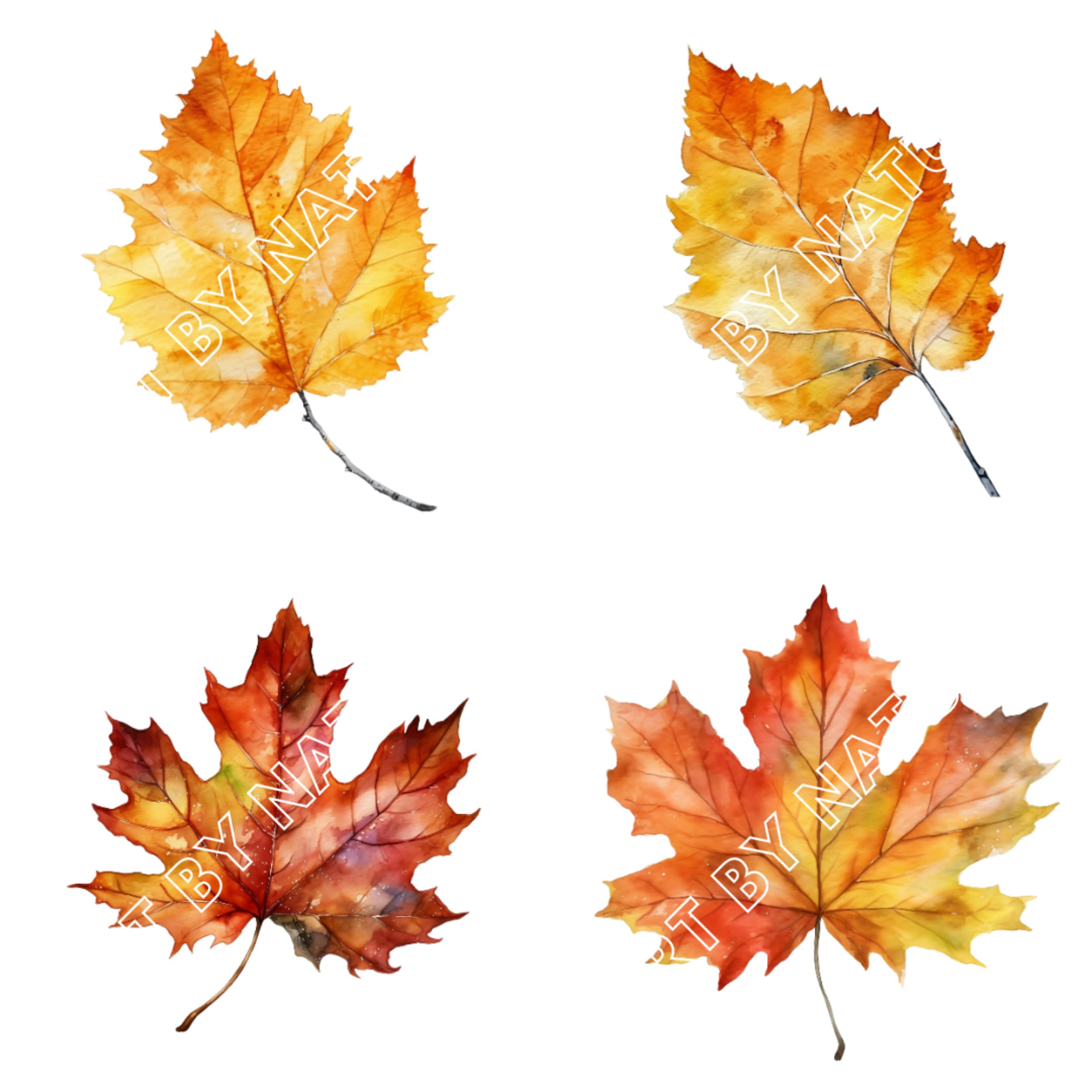 20 Watercolor Fall Leaves Clipart, Autumn Clipart, Fall PNG Clipart ...