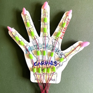 DIY Articulated Hand Model Kit – STEM Educational for Students - Etsy