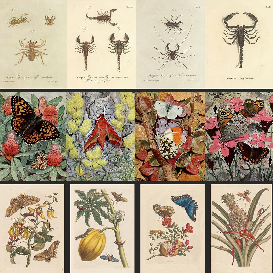 Mega Bundle 1750 Vintage Insect Prints, Entomology Collection ...
