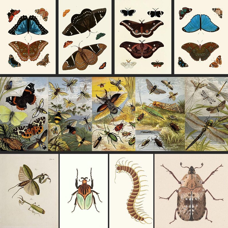 Mega Bundle 1750 Vintage Insect Prints, Entomology Collection ...