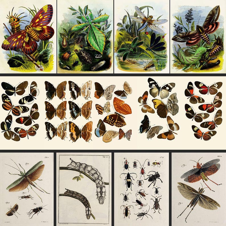 Mega Bundle 1750 Vintage Insect Prints, Entomology Collection ...
