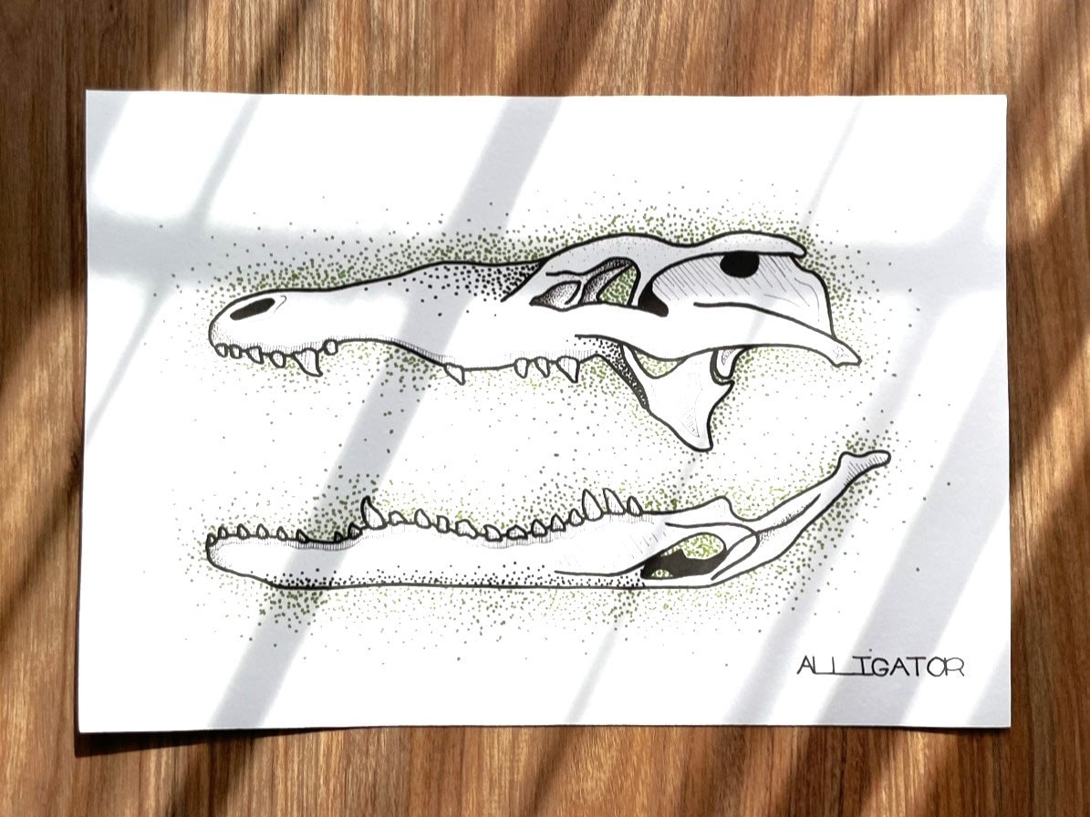 Alligator Art Print, Skull Art, Weird Art, Animal Skulls, Halloween Art ...