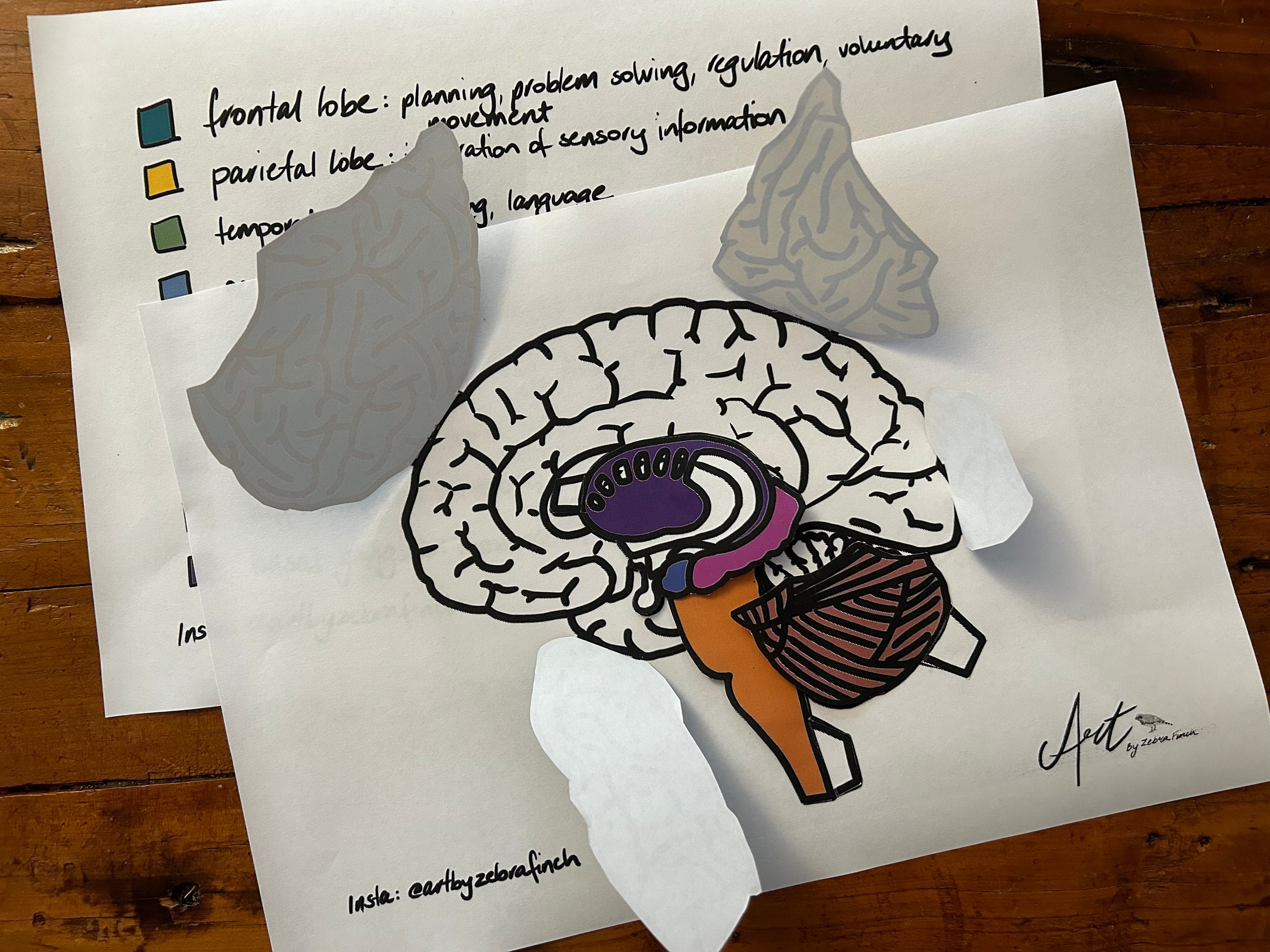 Lift the Flap Brain Craft Activity for Learning About How the Brain ...