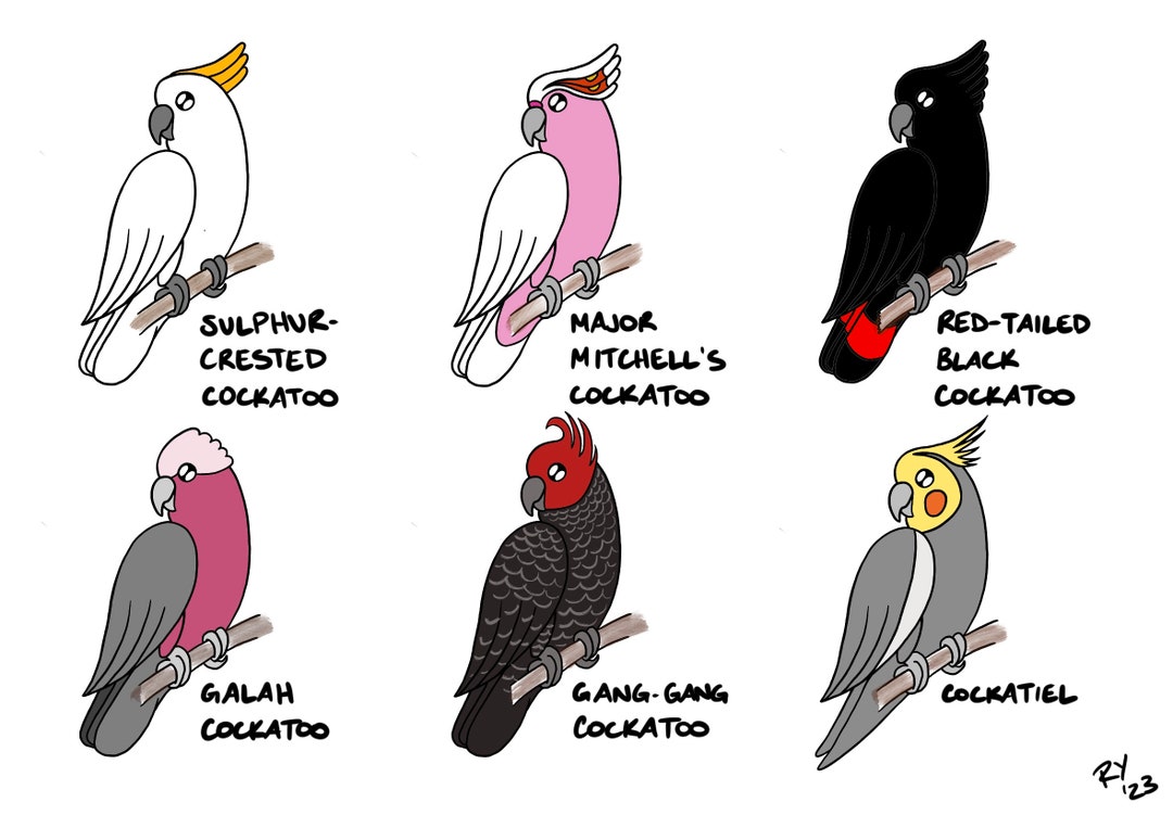 Australian Cockatoos Set Digital Illustration - Etsy