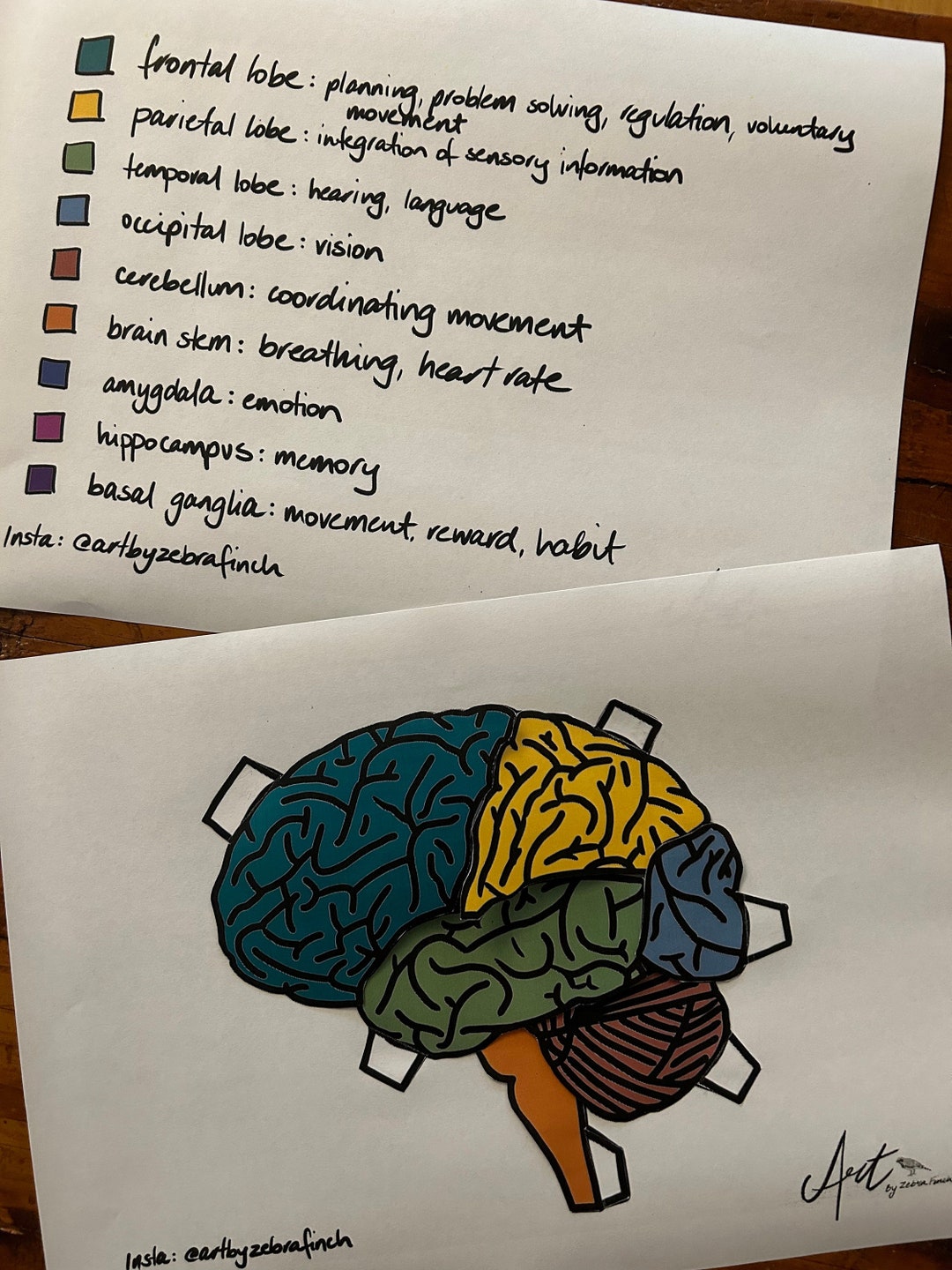 Lift the Flap Brain Craft Activity for Learning About How the Brain ...