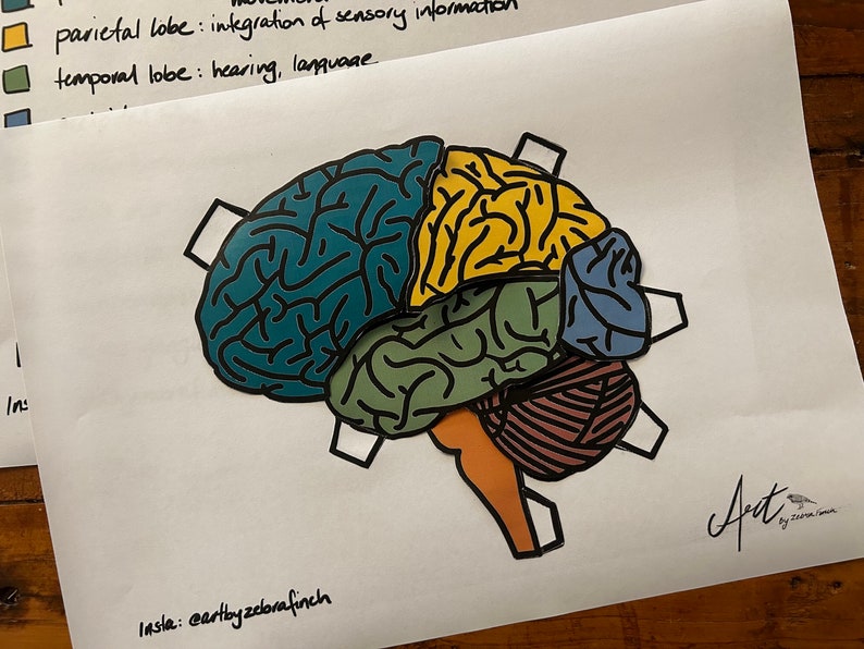 Lift the Flap Brain Craft Activity for Learning About How the Brain ...