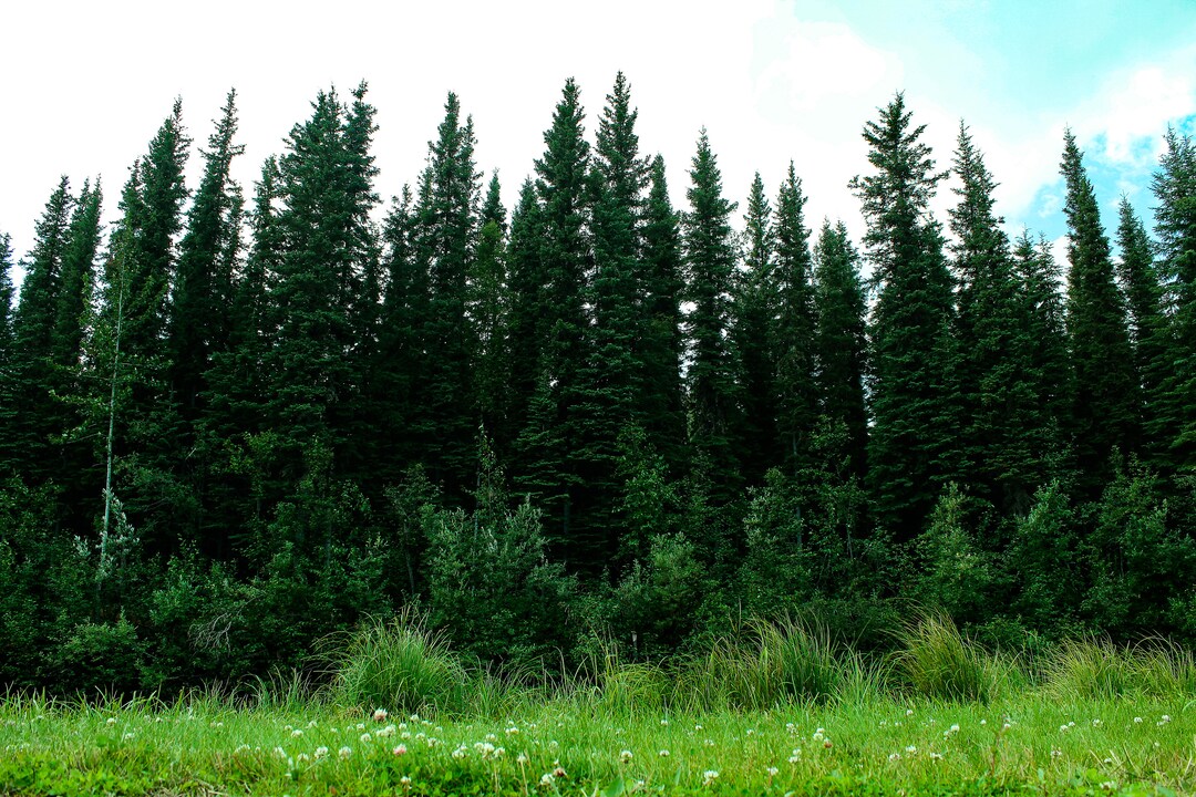 Spruce Trees of Alaska - Etsy