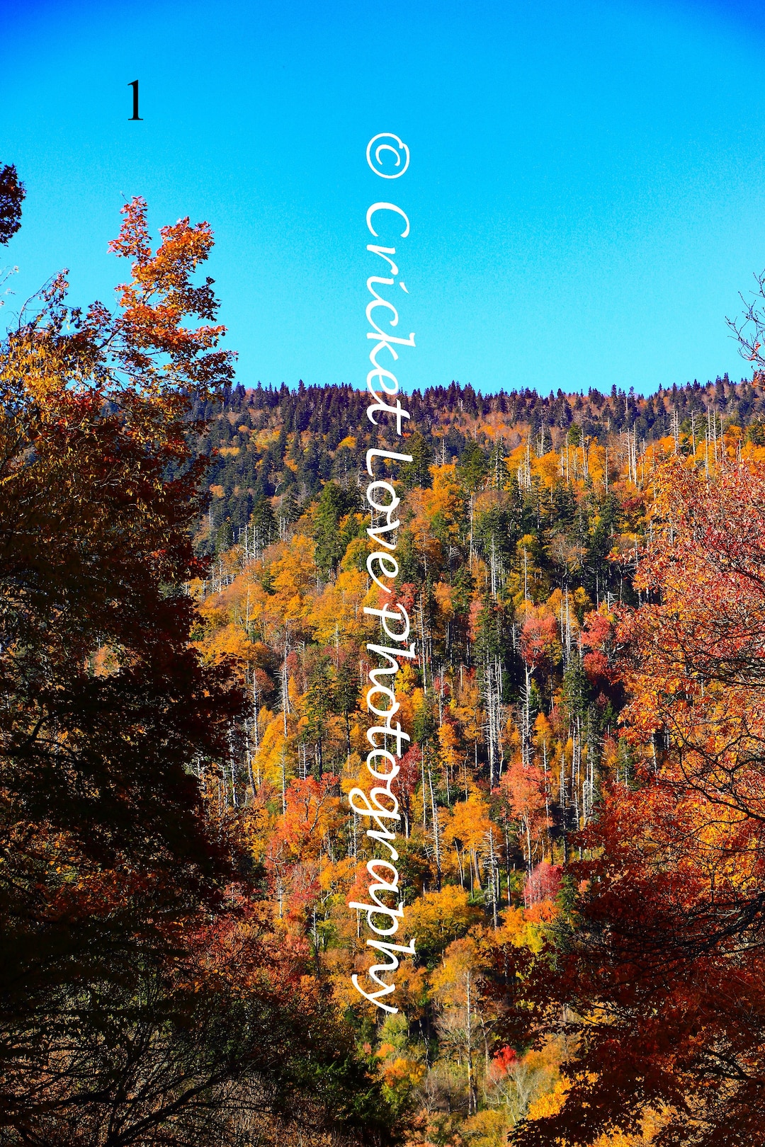 Great Smokey Mountains - Golden Rays - Yellows of Autumn - Etsy