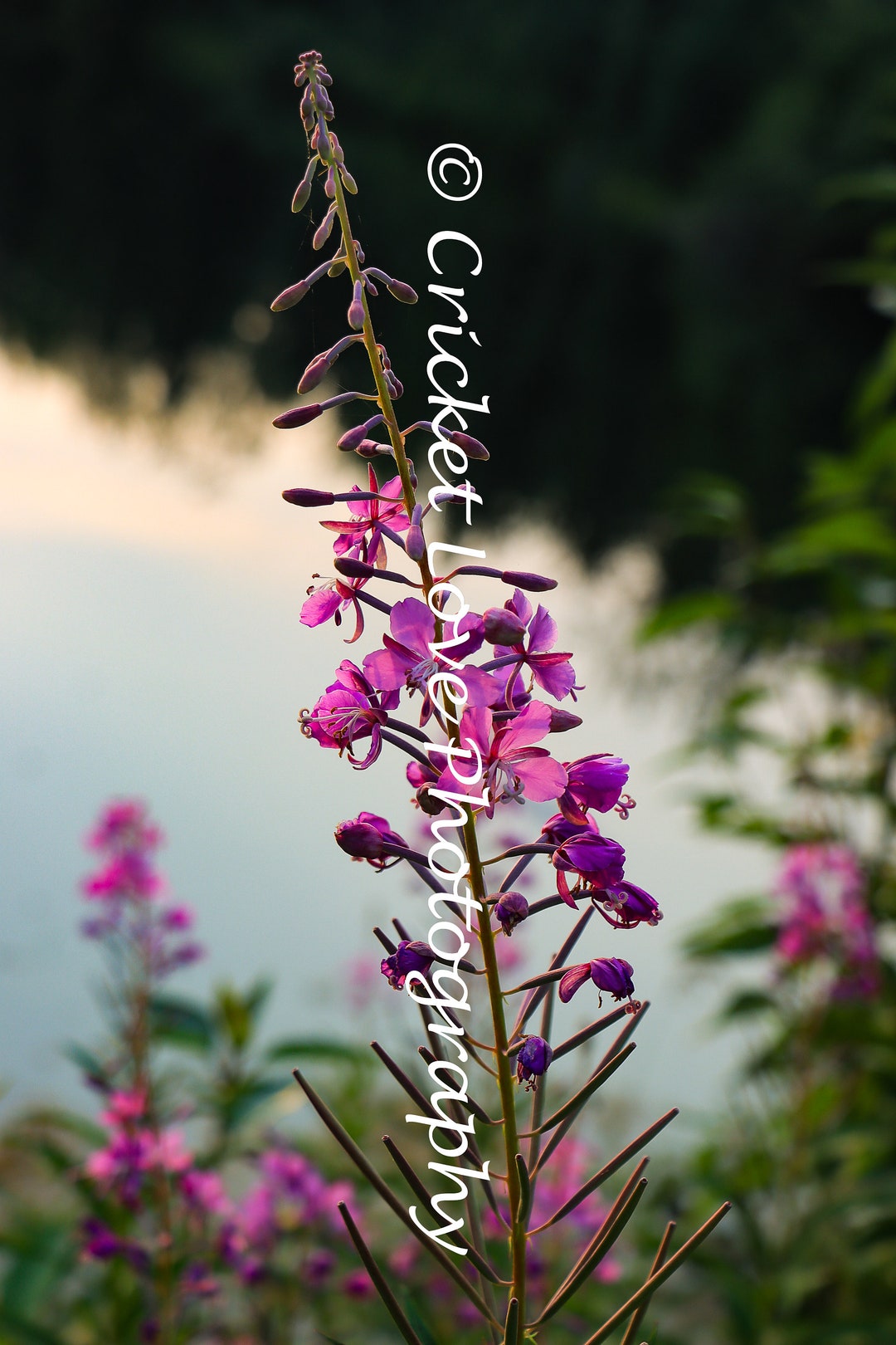 Fireweed (purple Flower) Wild in Alaska - Etsy