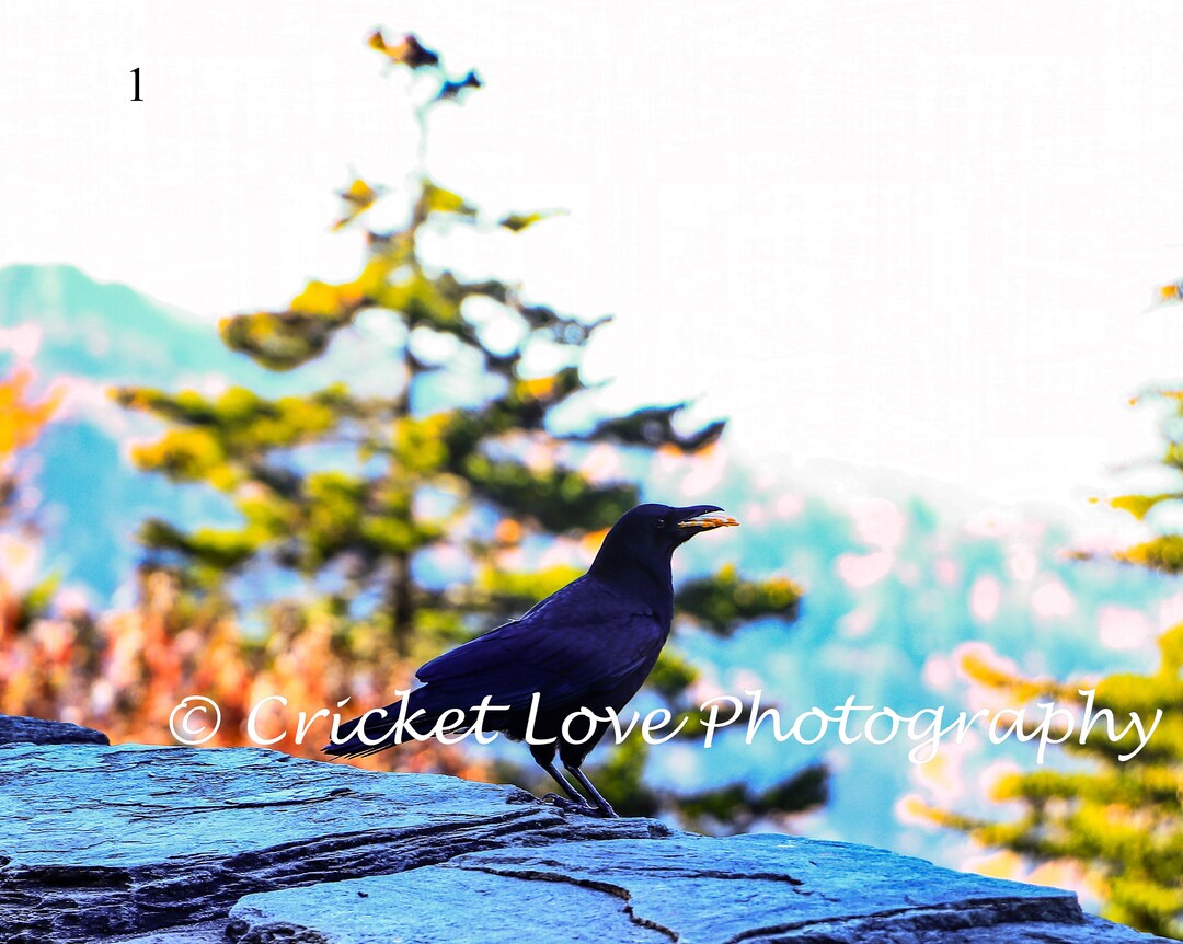 Crow Photos in the Great Smokey Mountains - Etsy