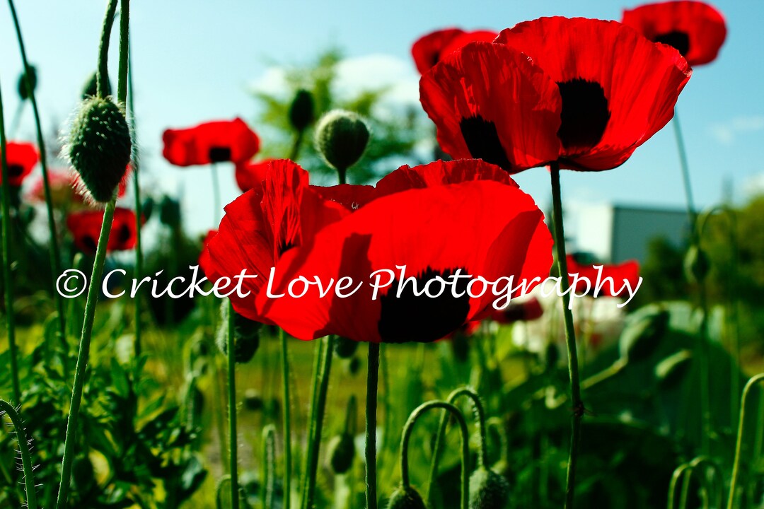 Poppy Paradise, Red Poppy Flowers - Etsy