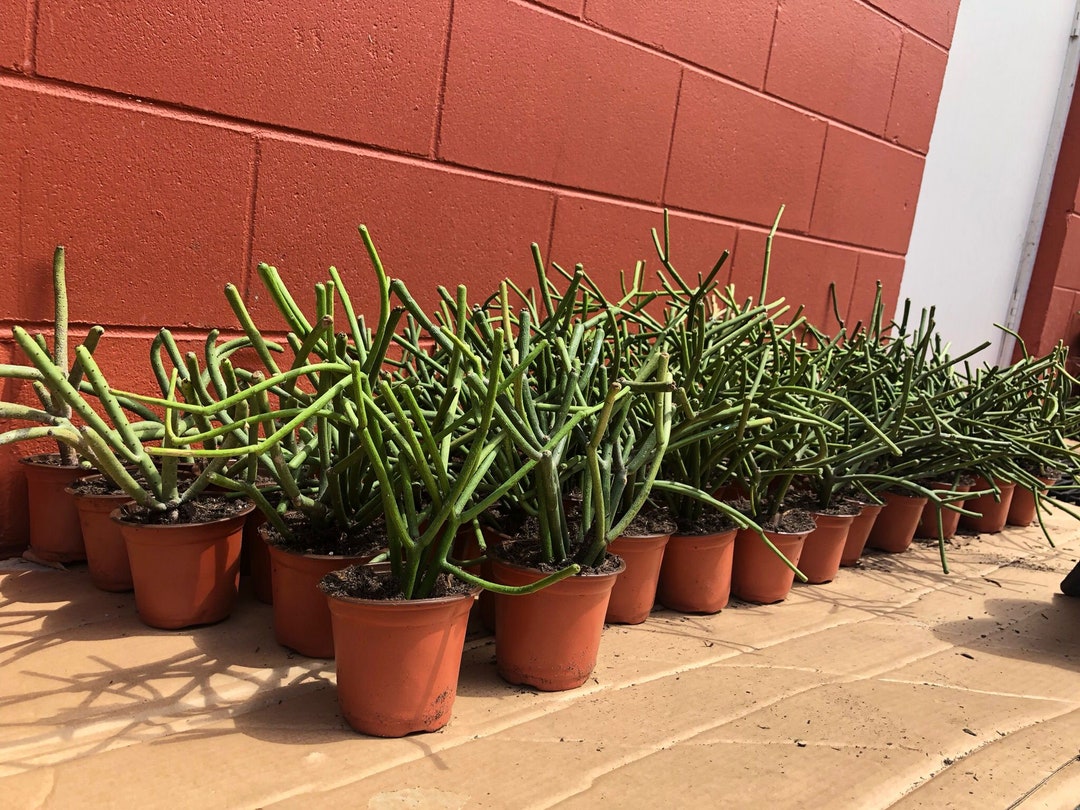 Pencil Cactus Plant 9 Tall - Etsy