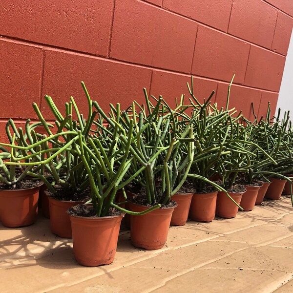 Pencil Cactus - Etsy