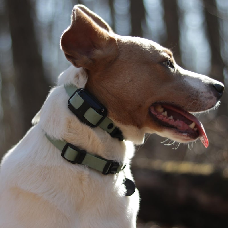 Dog Collar Hardware - Etsy