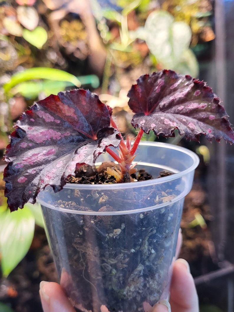 Begonia Rex *rumba* Starter Plant - Etsy