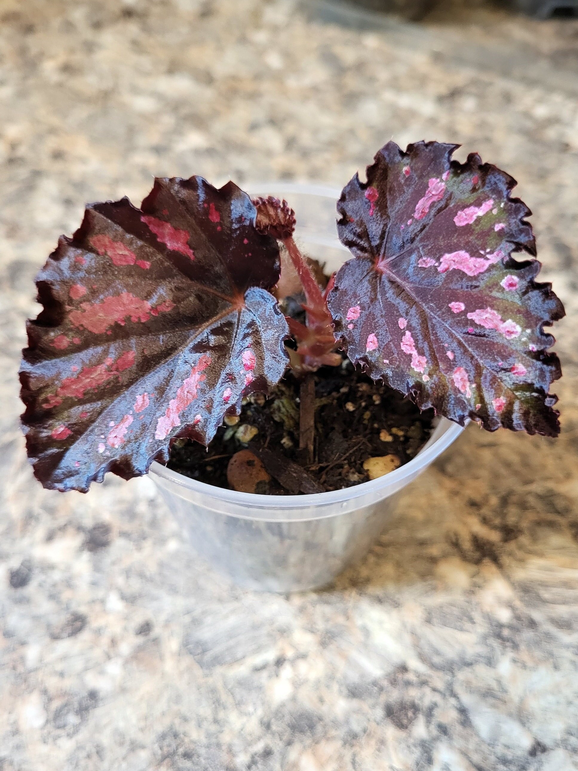 Begonia Rex *rumba* Starter Plant - Etsy