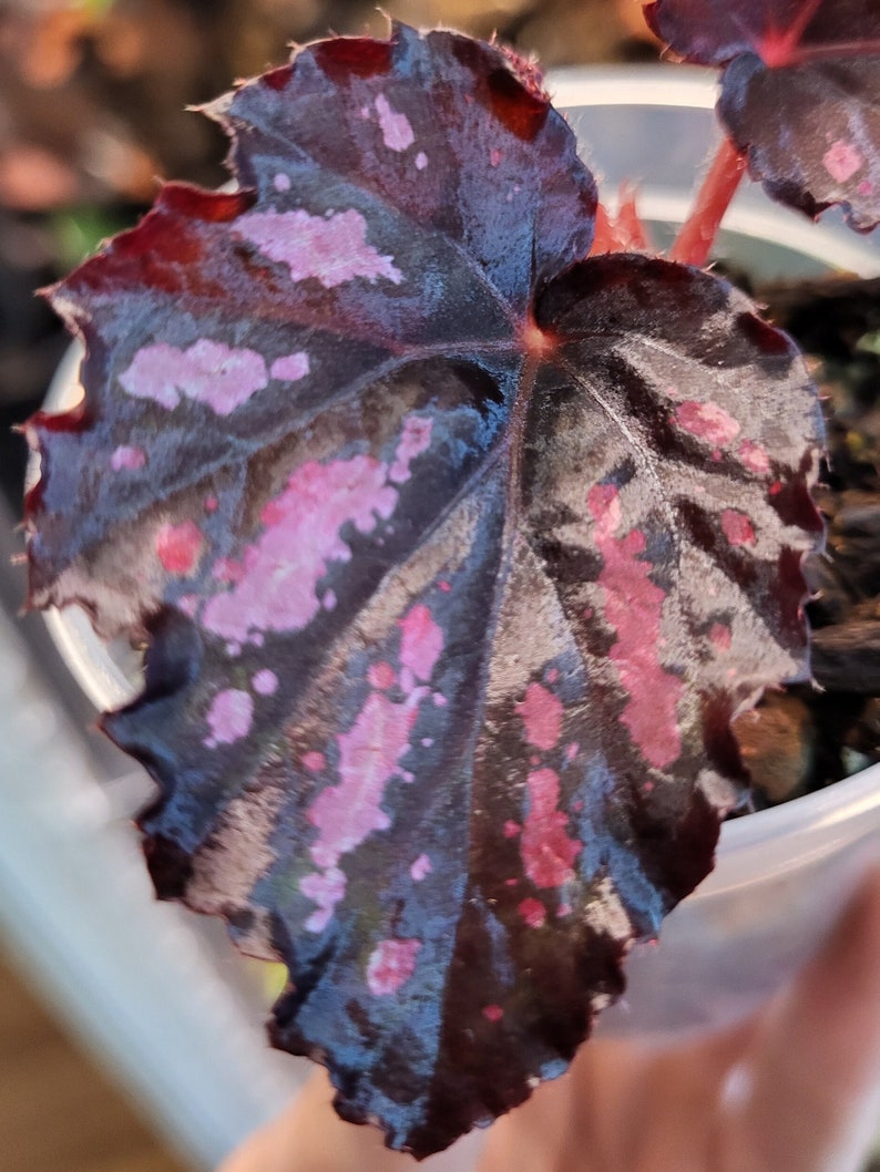 Begonia Rex *rumba* Starter Plant - Etsy