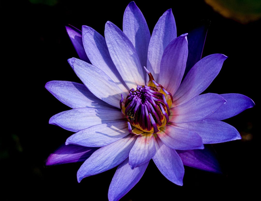 Blue Lotus Attar: 100% Pure Perfume Oil, Spiritual Aromatherapy - Etsy