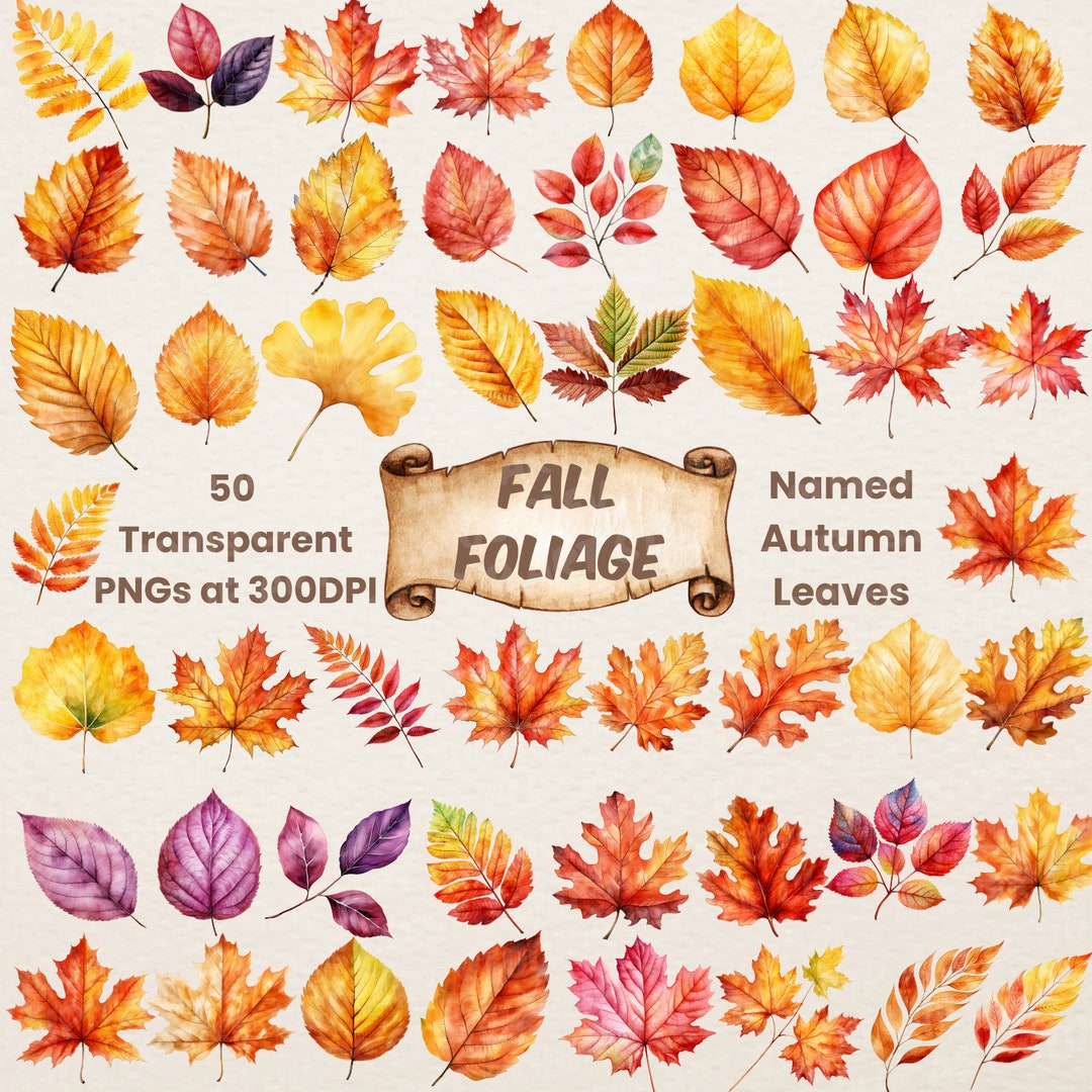Autumn Leaves Fall Foliage Clipart Watercolor Botanical Art Transparent ...