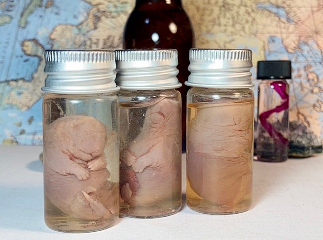 RAT FETUS Wet Specimens 100% Genuine Real Baby Rats in Jars Taxidermy ...