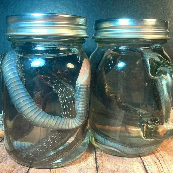 Specimen Jar - Etsy