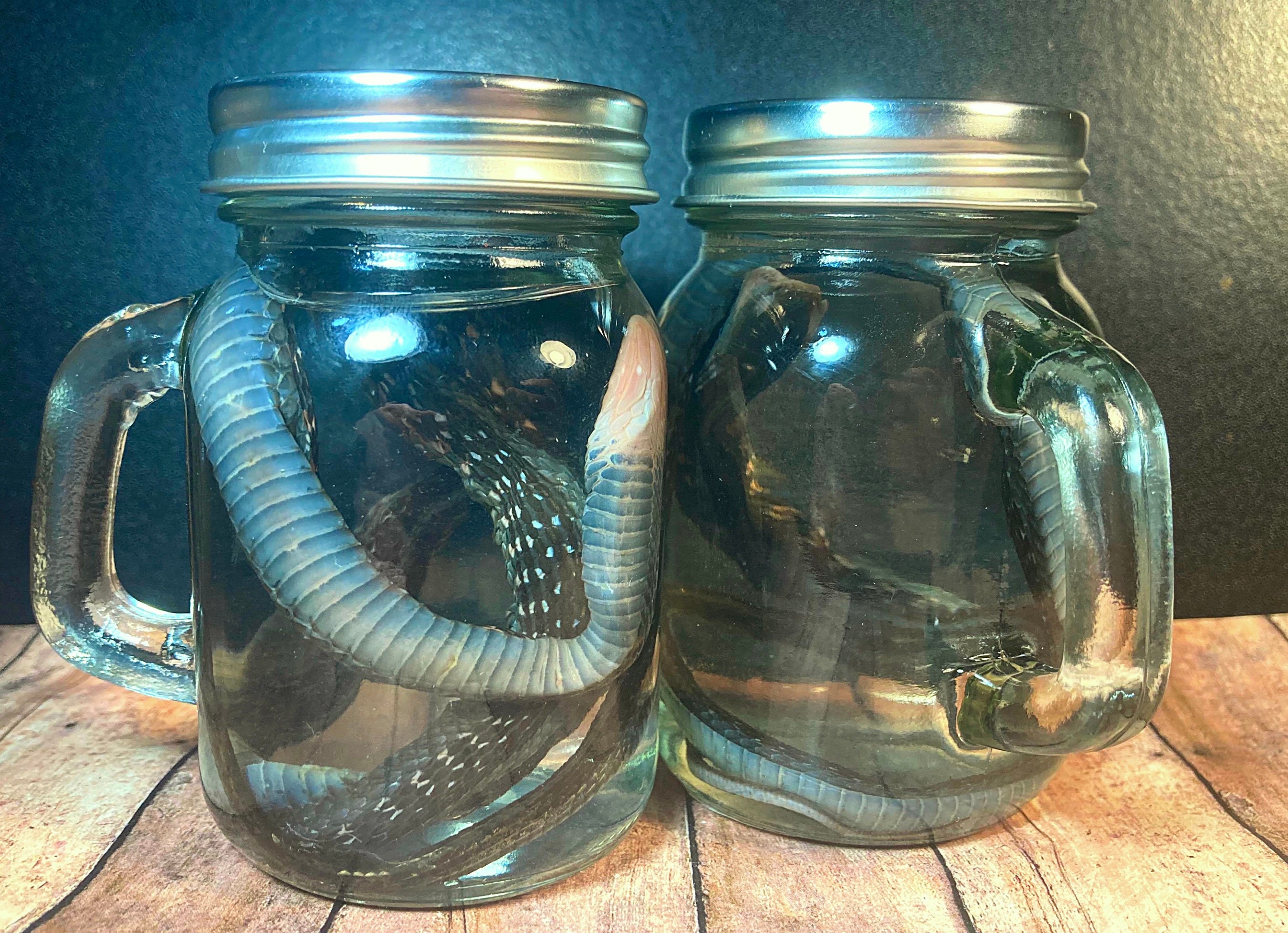 Garter Snakes In A Jar