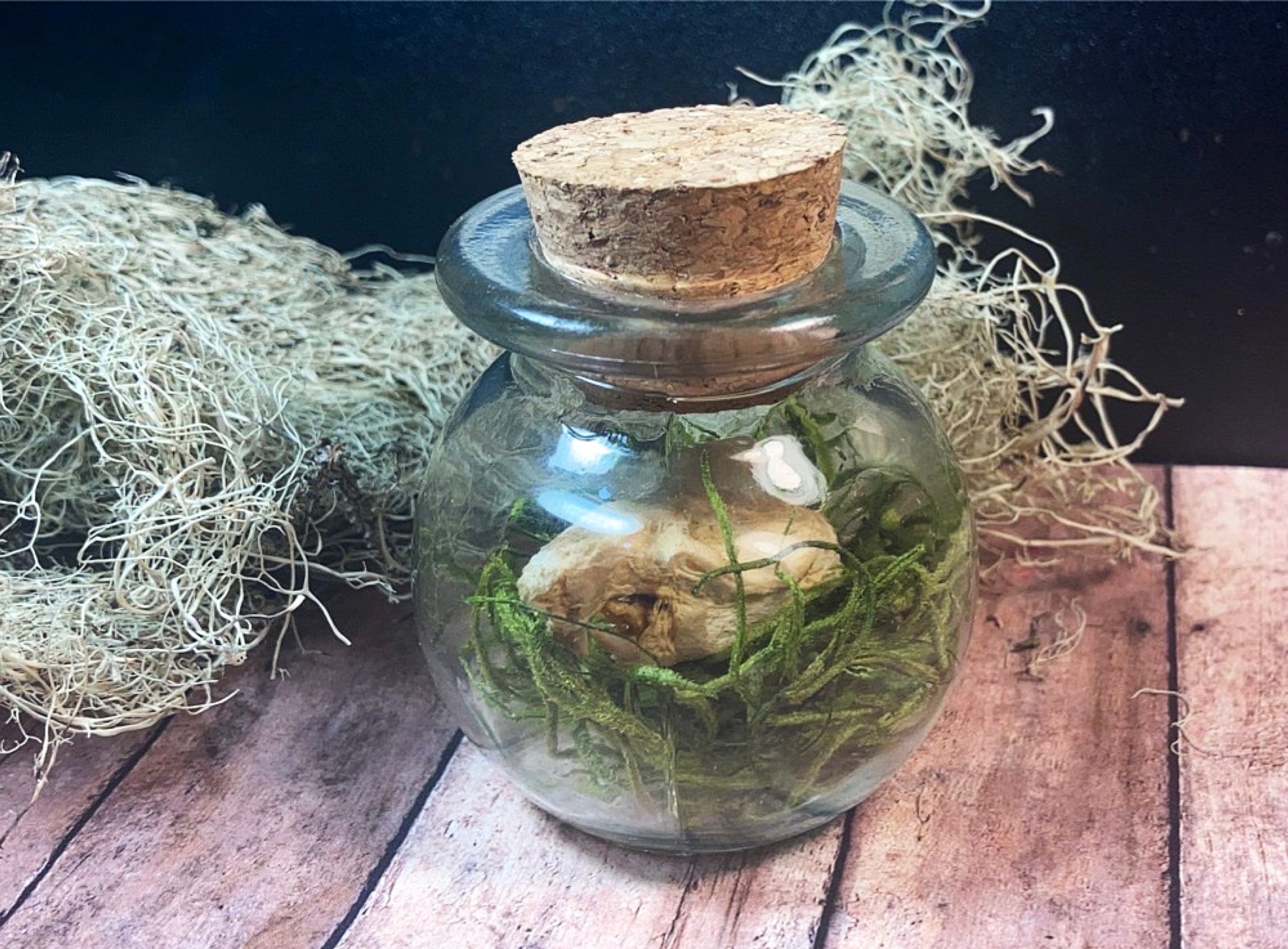 MUMMIFIED RAT SKULL Moss Display Jar Handmade Oddity - Etsy