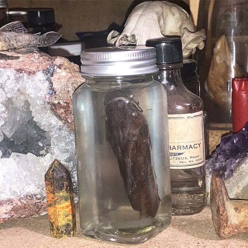 Wet Specimen - Etsy