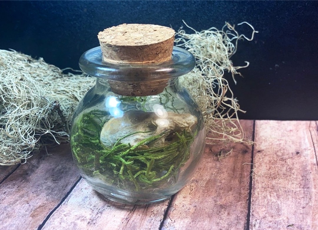 MUMMIFIED RAT SKULL Moss Display Jar Handmade Oddity Taxidermy Gothic ...