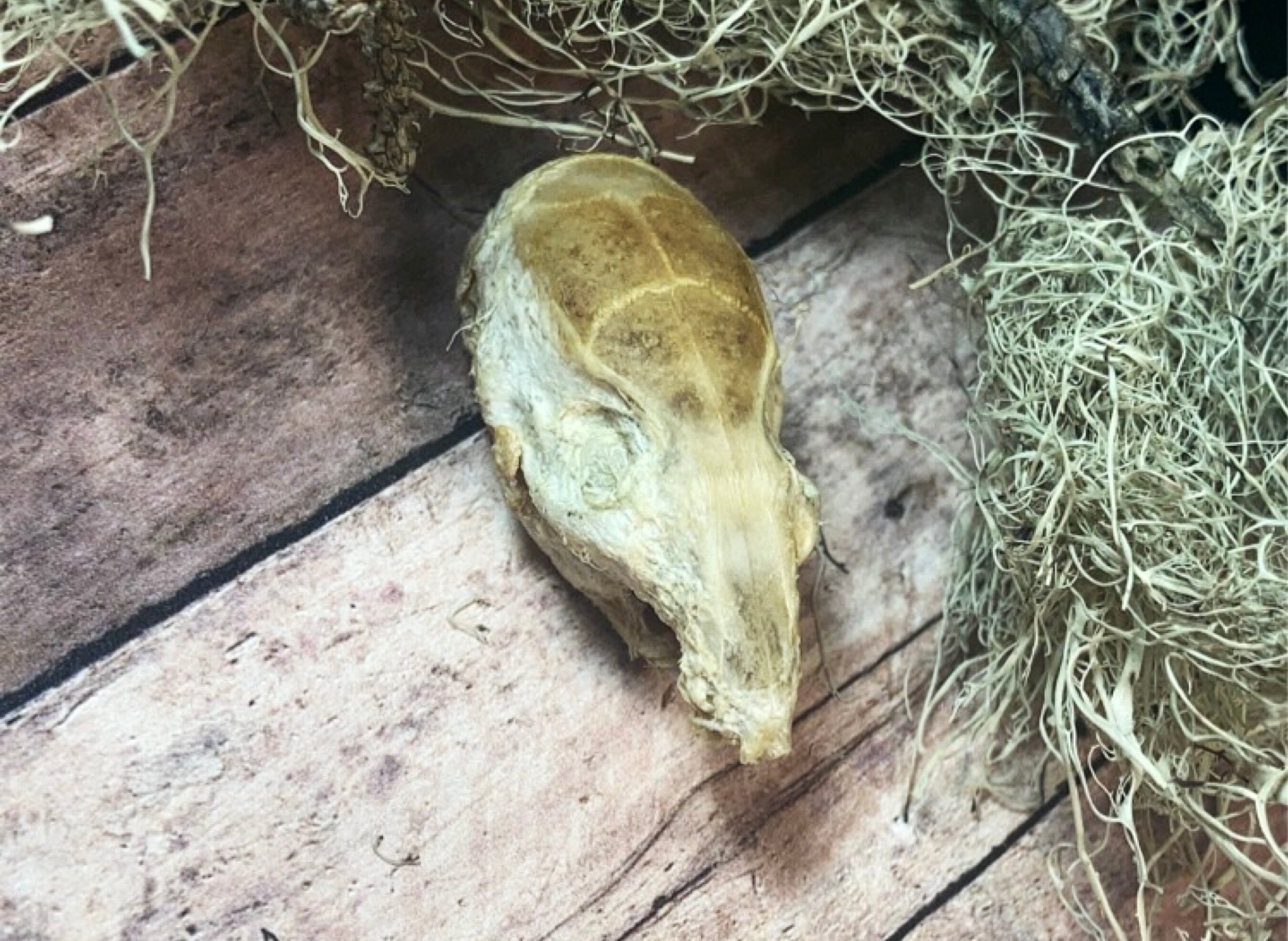 MUMMIFIED RAT SKULL Moss Display Jar Handmade Oddity - Etsy