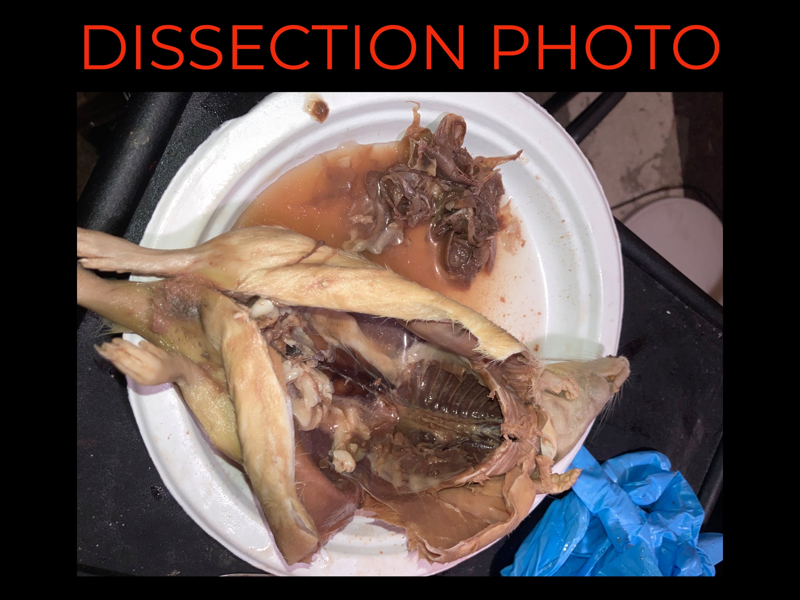 RAT FETUS Wet Specimens 100% Genuine Real Baby Rats in Jars Taxidermy ...