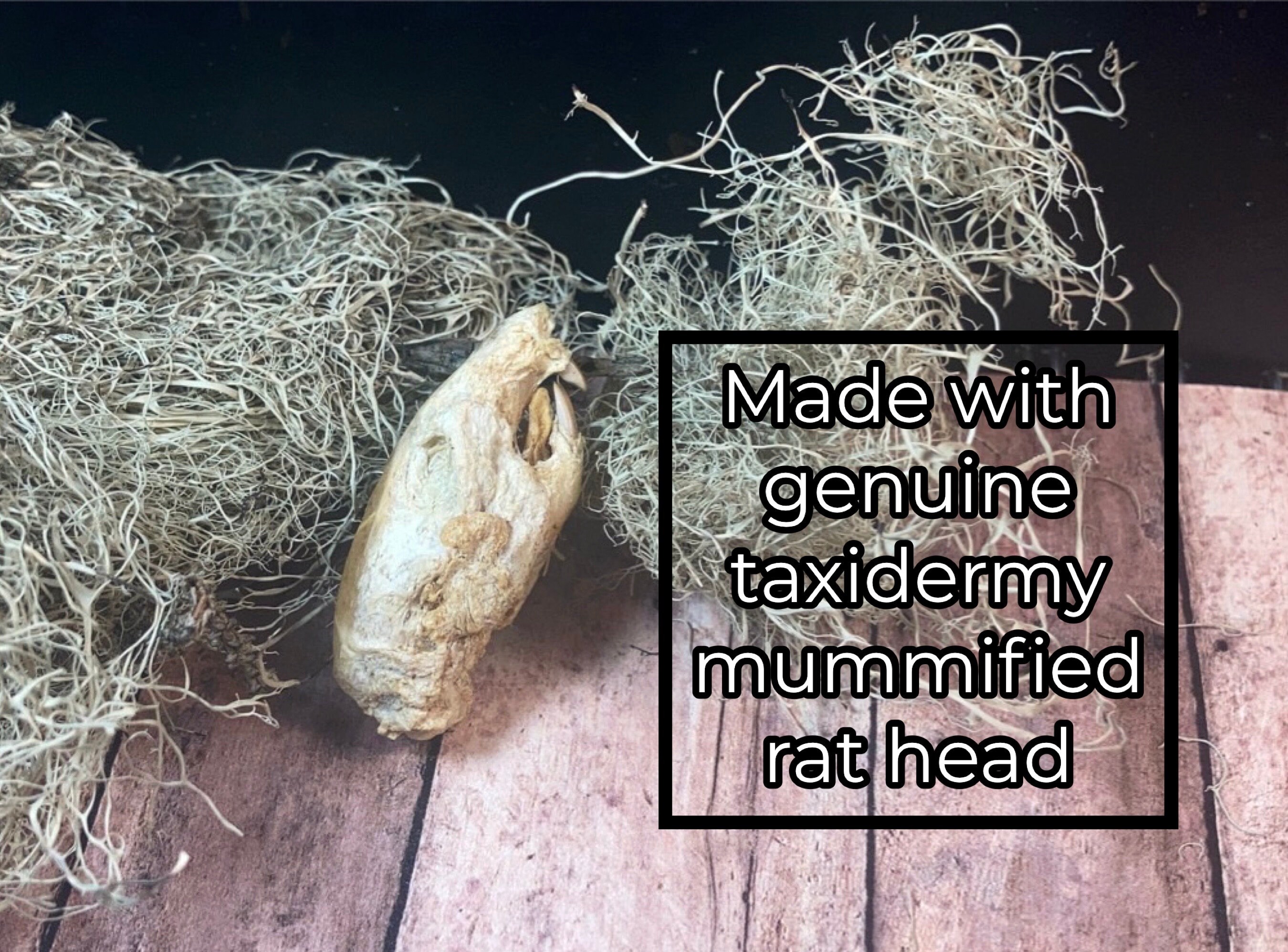 MUMMIFIED RAT SKULL Moss Display Jar Handmade Oddity - Etsy
