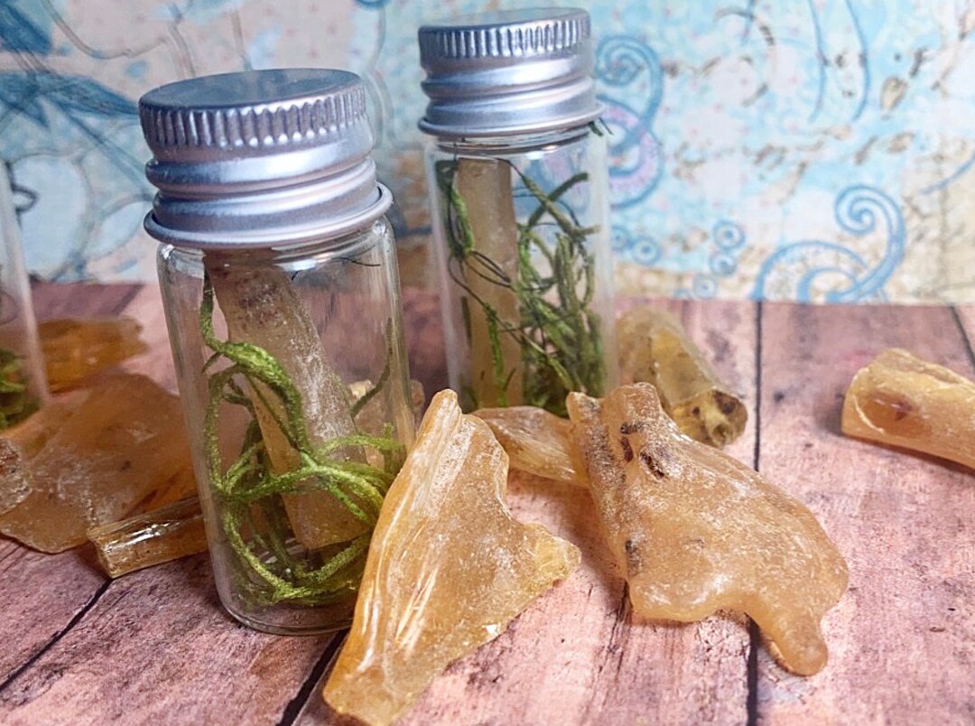 AMBER INSECT DISPLAYS Genuine Natural Amber Fossils Oddity Collectible ...