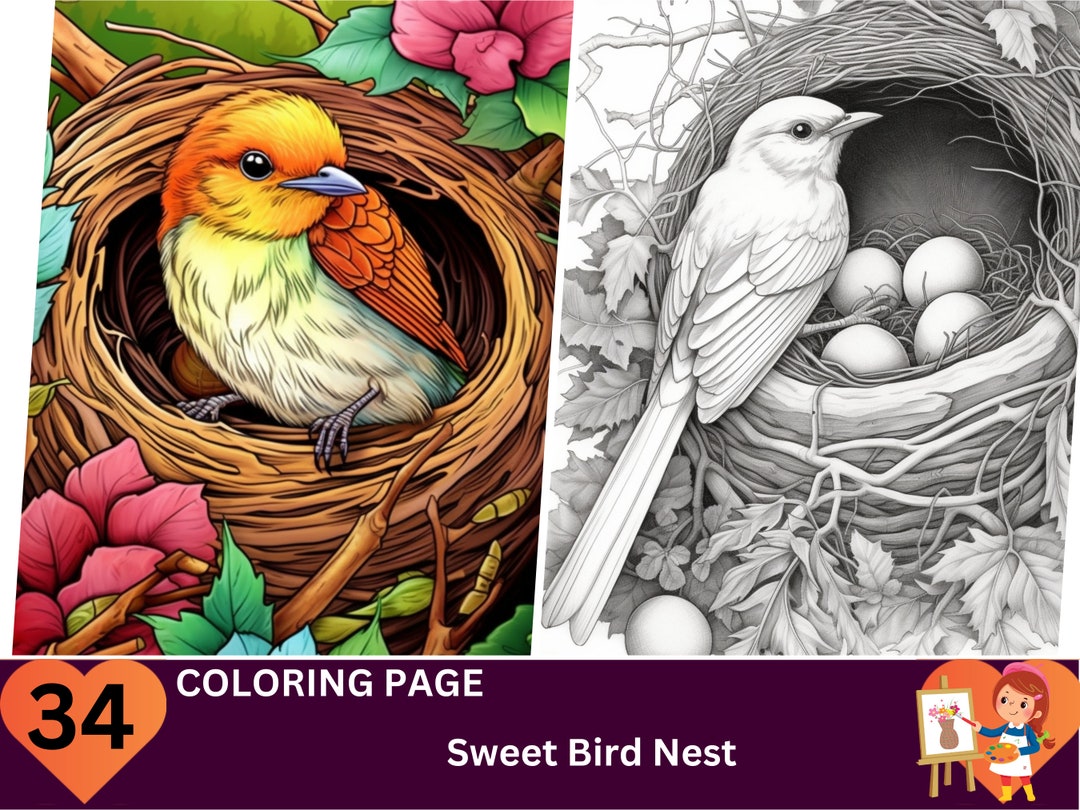 34 Cute Bird Nest Coloring Pages for Adults and Kids, Instant Download ...