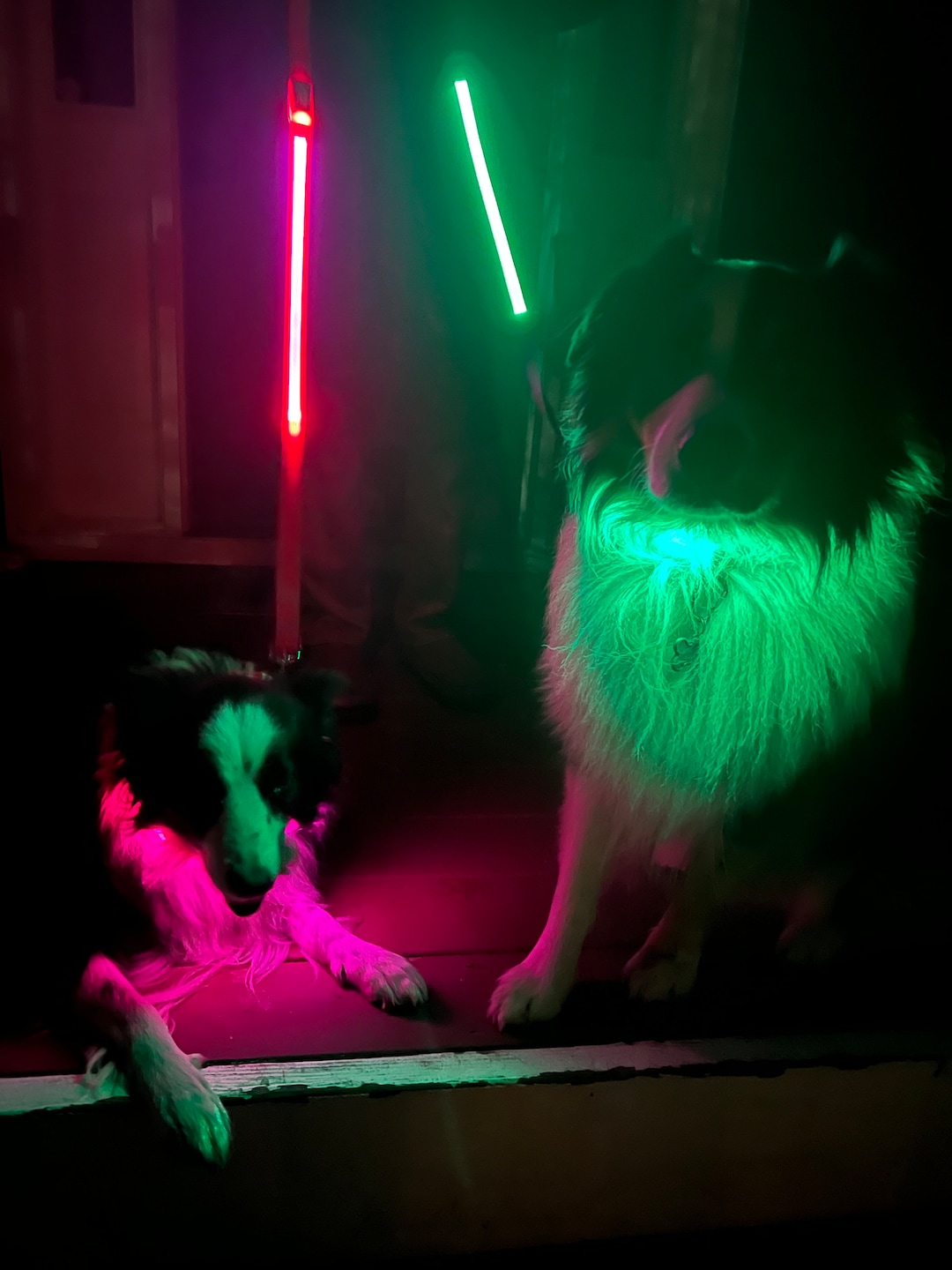 Best Rechargeable LED Light up Dog Collar Top Rated Pet Supplies - Etsy