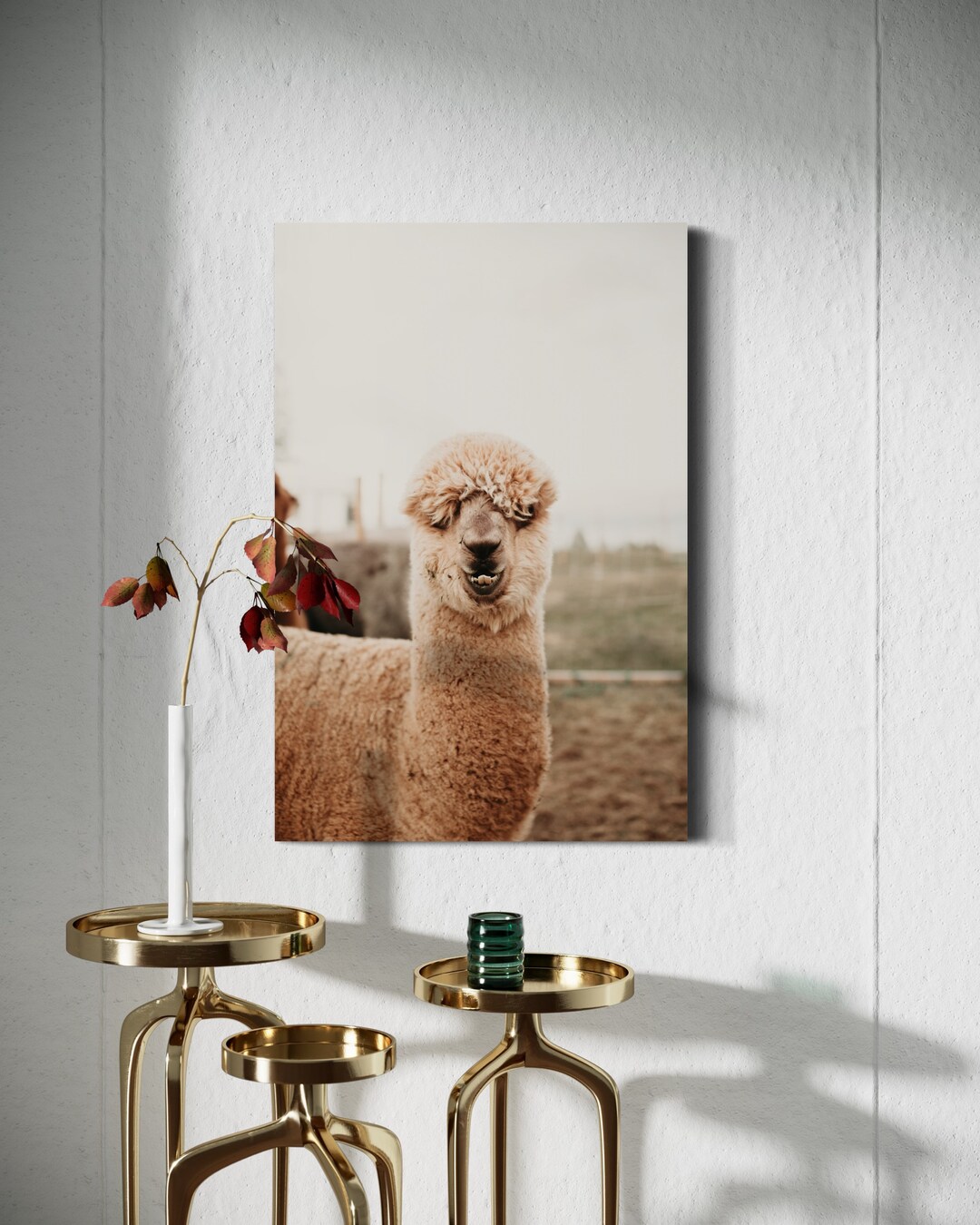 Alpaca Photography Satin Posters 300gsm Wall Art, Animal Photography ...